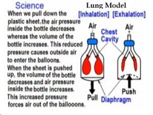 Build Your Own lung model science project