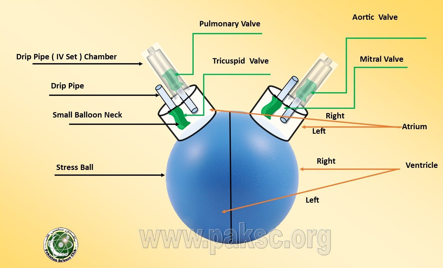 working model of heart and circulatory system of human